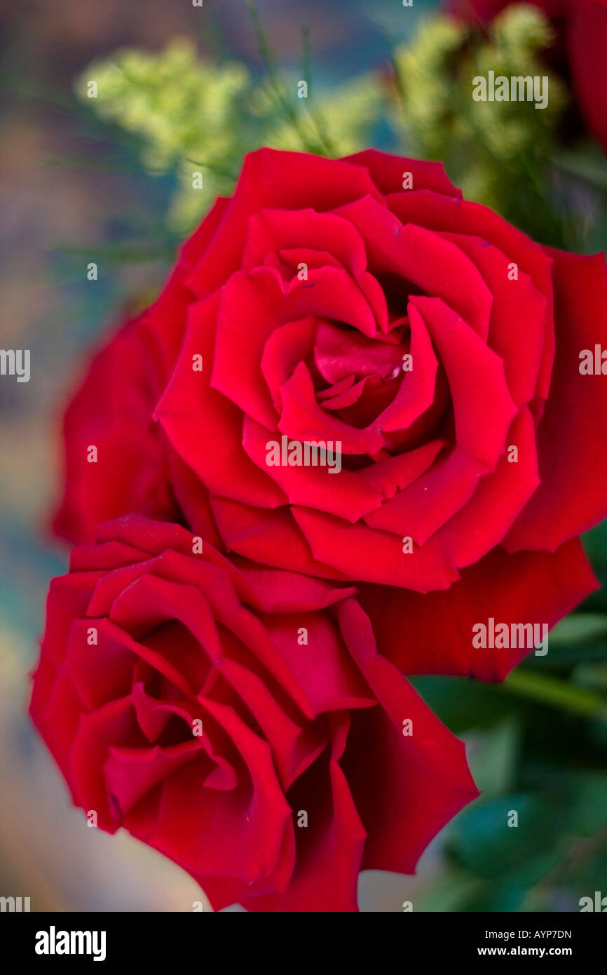 Flower roses hd photos hi-res stock photography and images - Alamy