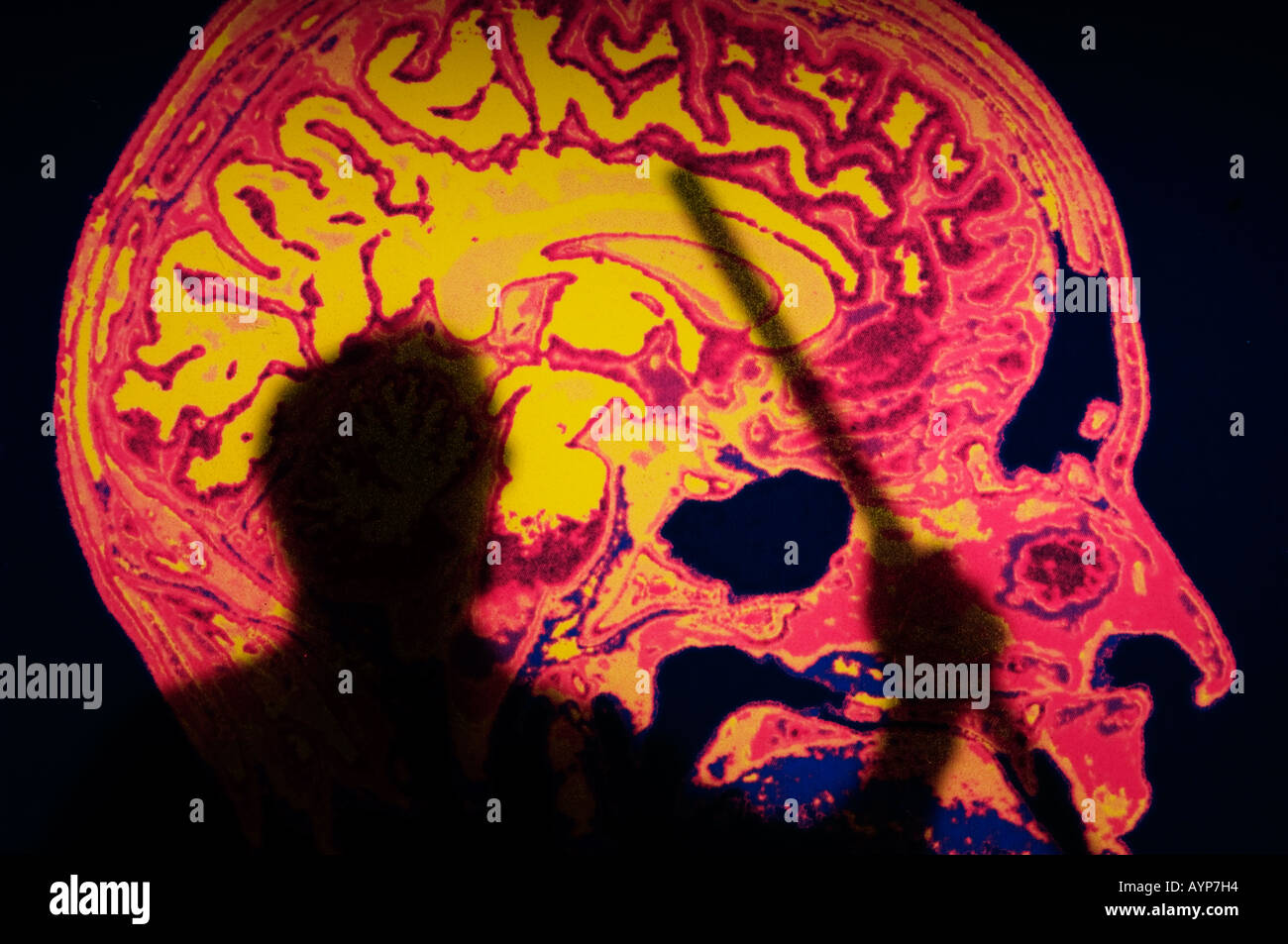 teacher showing human skull display in laboratory Stock Photo - Alamy