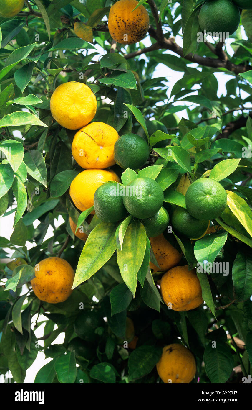Orange tree Bardolino east side of Lago di Garda Stock Photo - Alamy