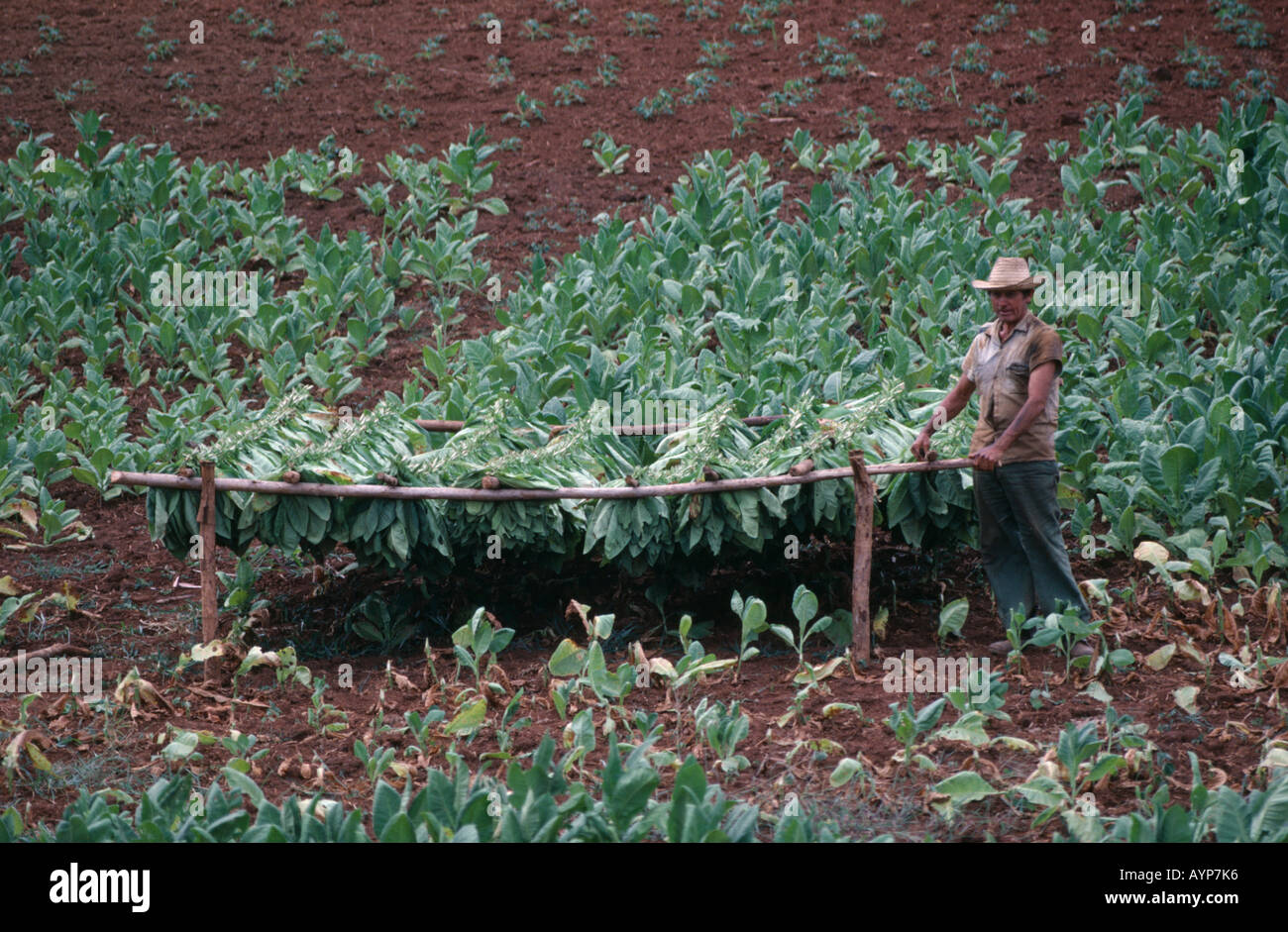 CUBA West Indies Caribbean Agriculture Farming Pinar del Rio Farm ...
