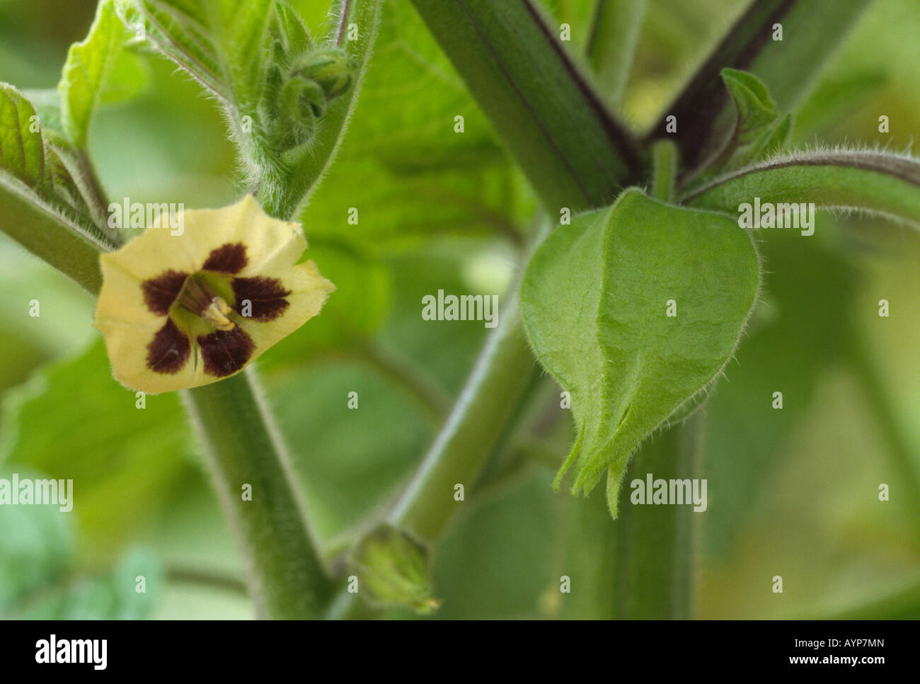 Physalis edulis 'Little Lanterns' (Cape gooseberry) Flower and fruit ...
