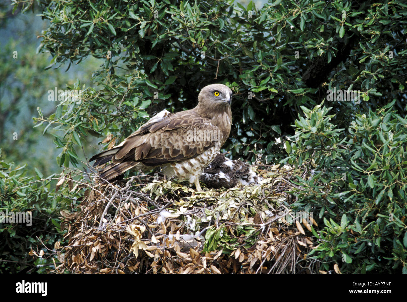 Circaetus gallicus nest hi-res stock photography and images - Alamy