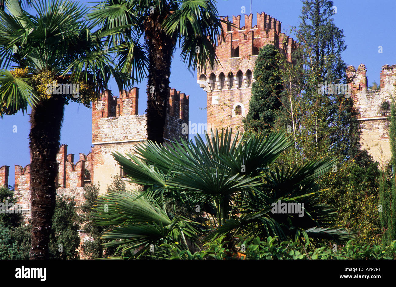 The fish tailed battlements of the Scaligeri Castle seen through trees ...