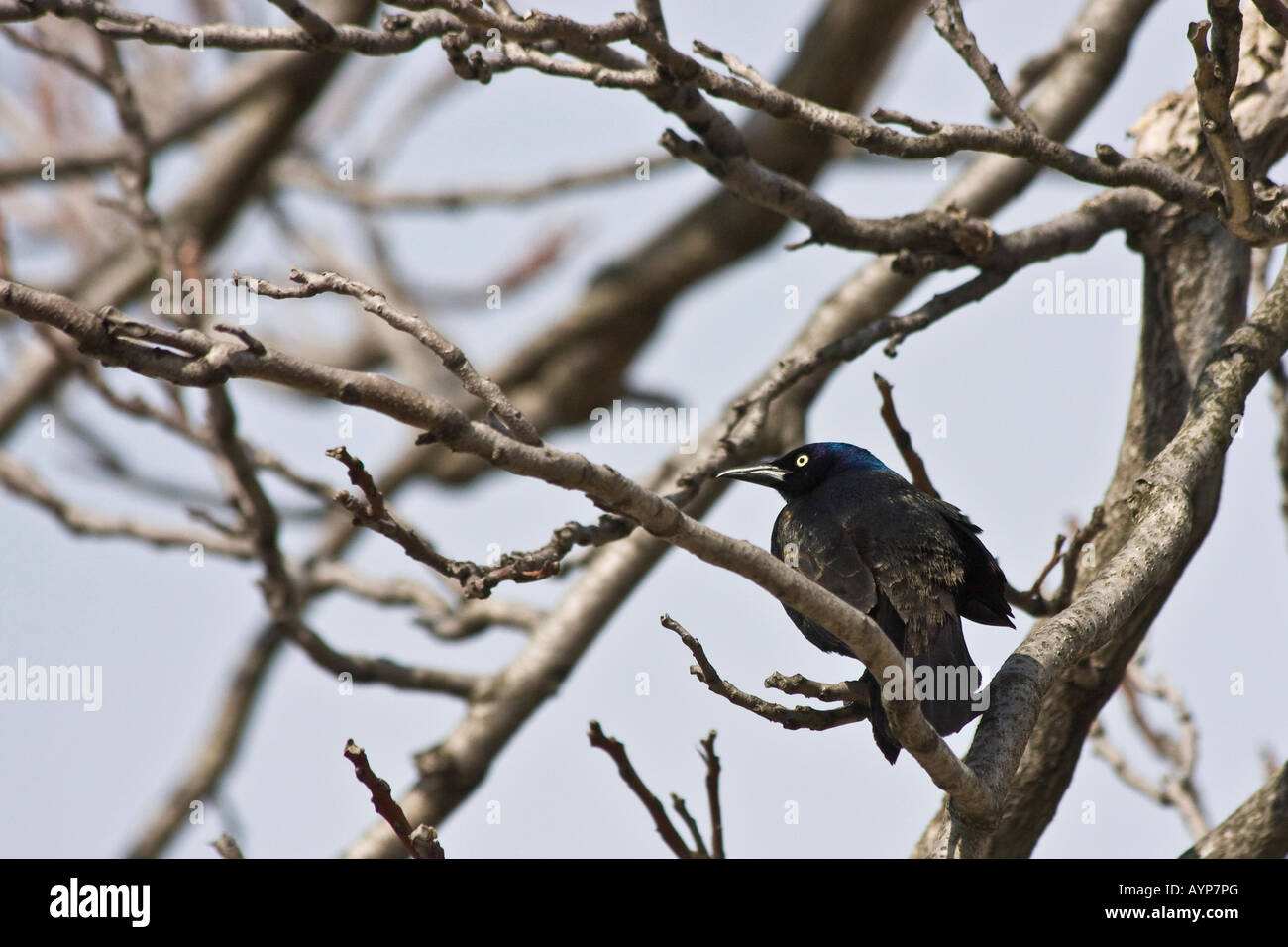Black Common grackle a bird sitting on a branch of the tree in the ...