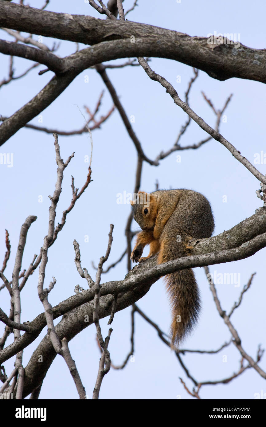 Squirrel hi res hi-res stock photography and images - Alamy