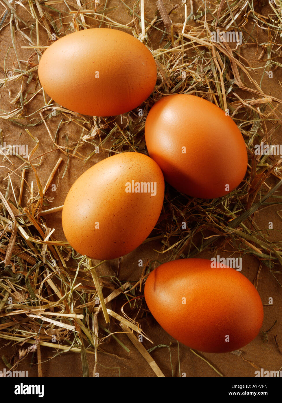 Burford Brown organic free range chicken eggs - Soft focus Stock Photo ...