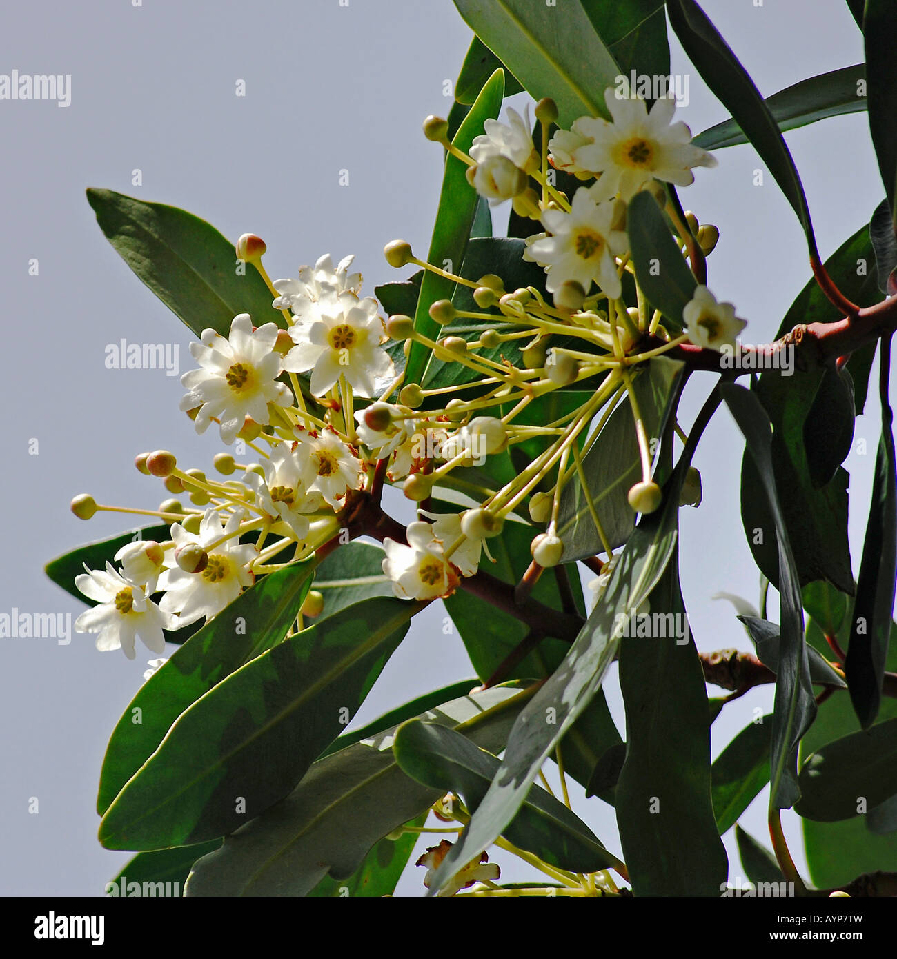 Drimys winteri syn. Wintera aromatica (Winter's bark Stock Photo - Alamy