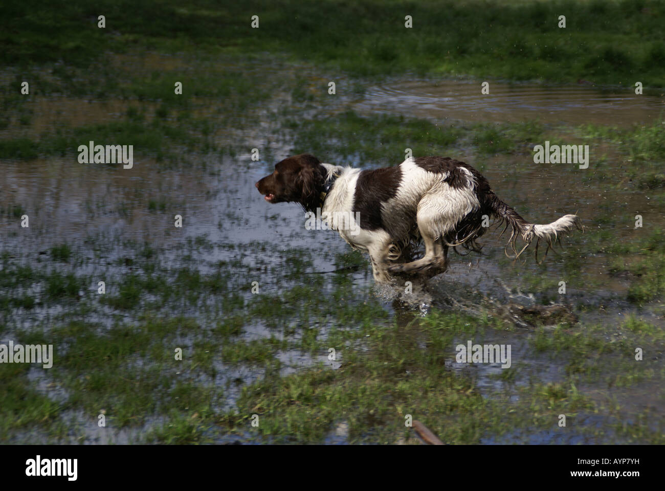 Male springer running through water gun dog picking up hi-res stock ...