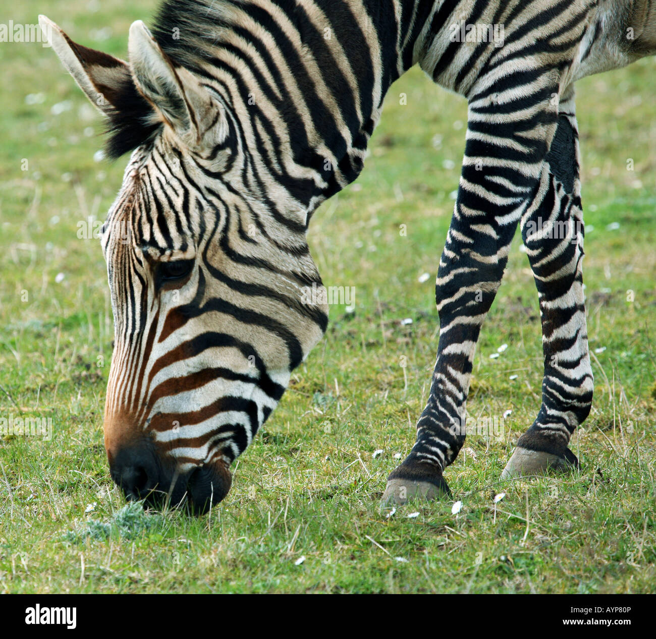 Hartmanns zebra equus zebra hartmannae hi-res stock photography and ...