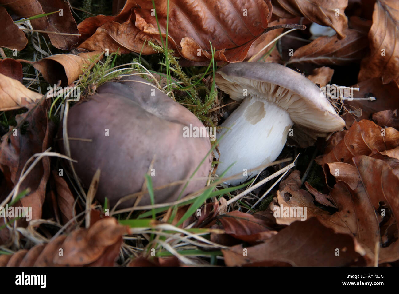 Russula atropurpurea hi-res stock photography and images - Alamy