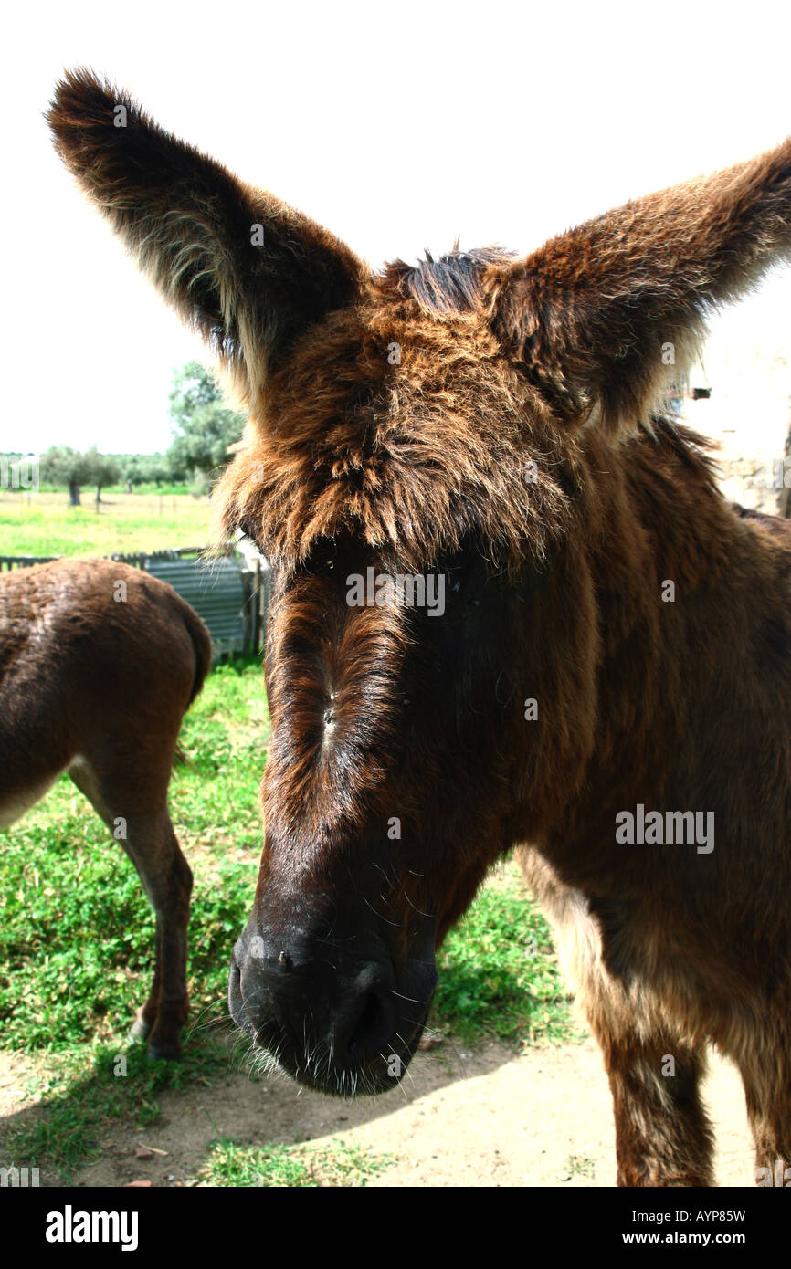 Donkey work animals hi-res stock photography and images - Alamy