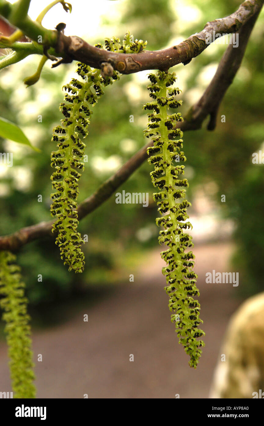 Walnut flower hi-res stock photography and images - Alamy