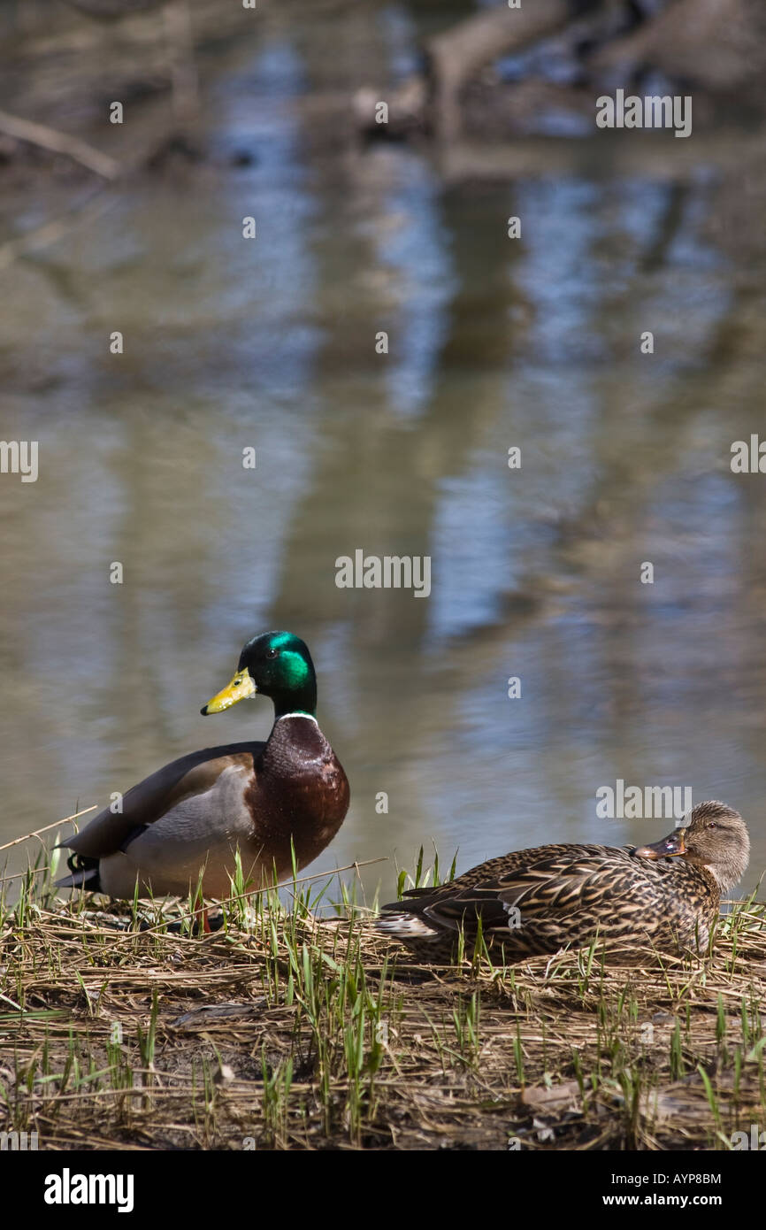 A female and a male Mallard ducks Spring public park overhead from ...