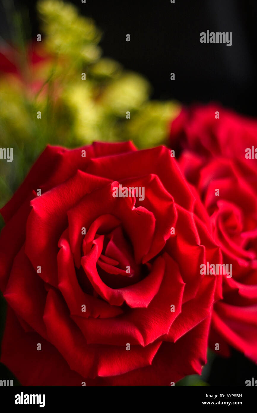 Red roses flowers on natural blurred blurry blur background nobody ...