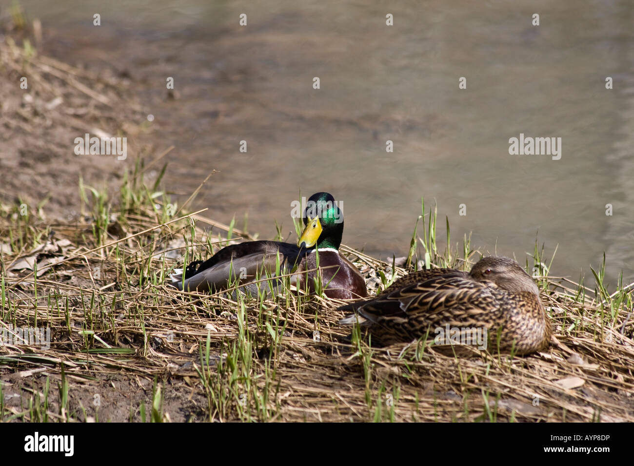 A female and a male Mallard ducks Spring public park overhead from ...
