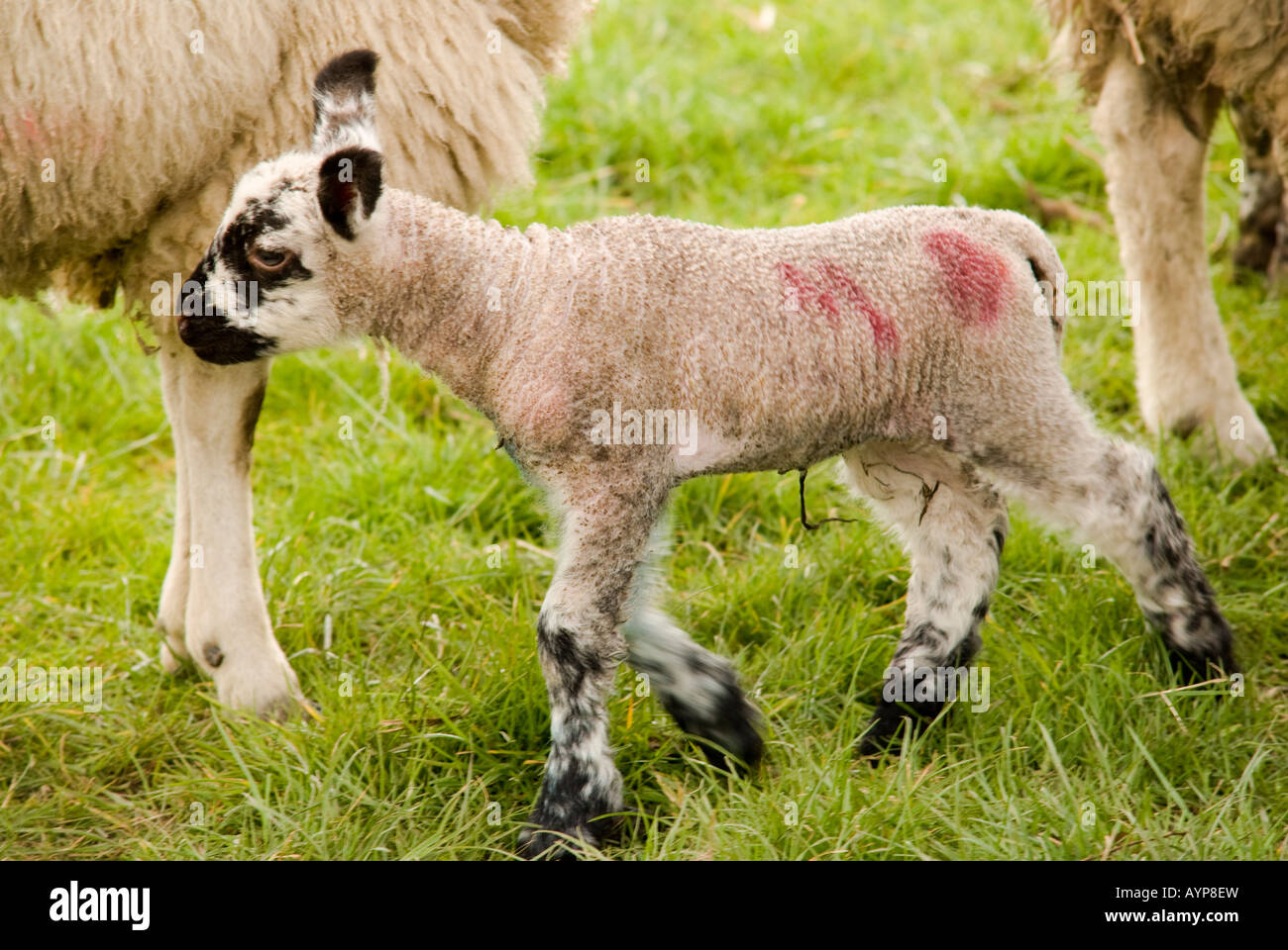 lamb and mother Stock Photo - Alamy