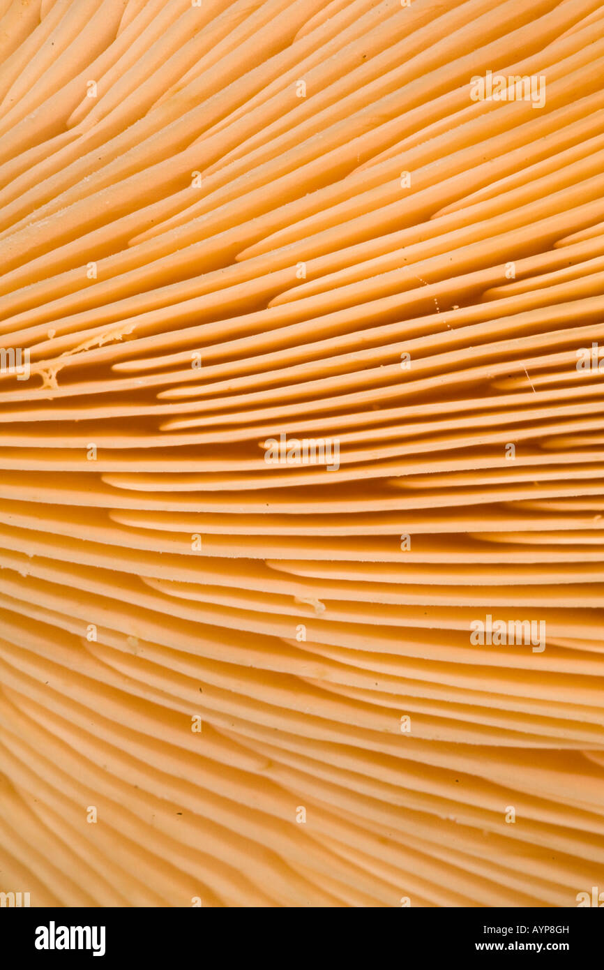 Closeup of toadstool gills Stock Photo - Alamy
