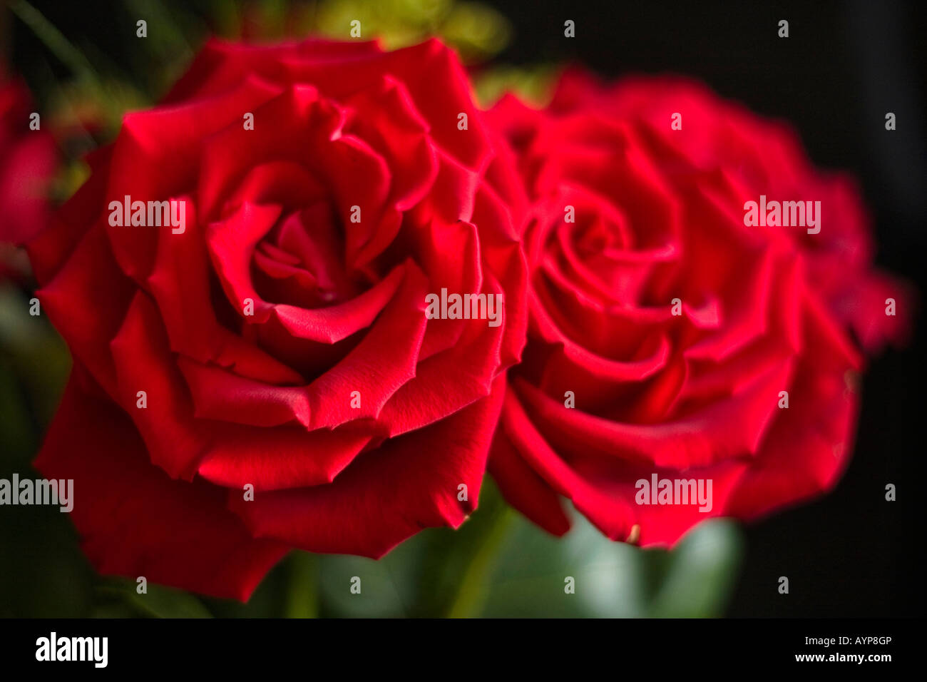 Bouquet of red roses flowers overhead from above pictures images photos ...