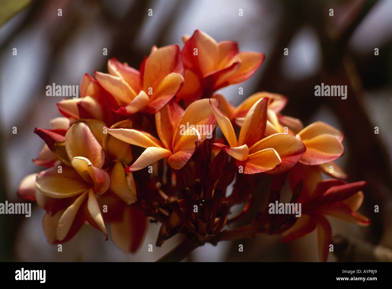 The flowering Frangipani trees of Thailand Stock Photo - Alamy