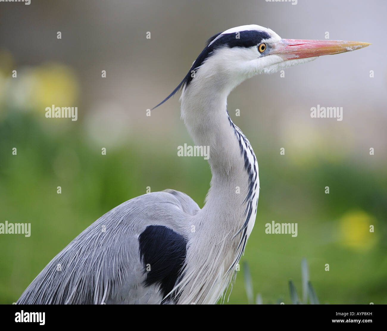 Crane bird hi-res stock photography and images - Alamy