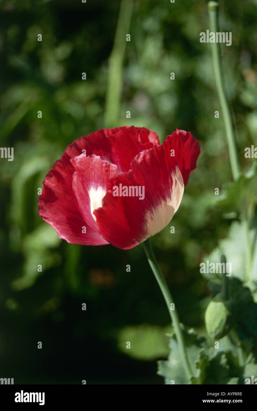 A red Opium Poppy Stock Photo - Alamy