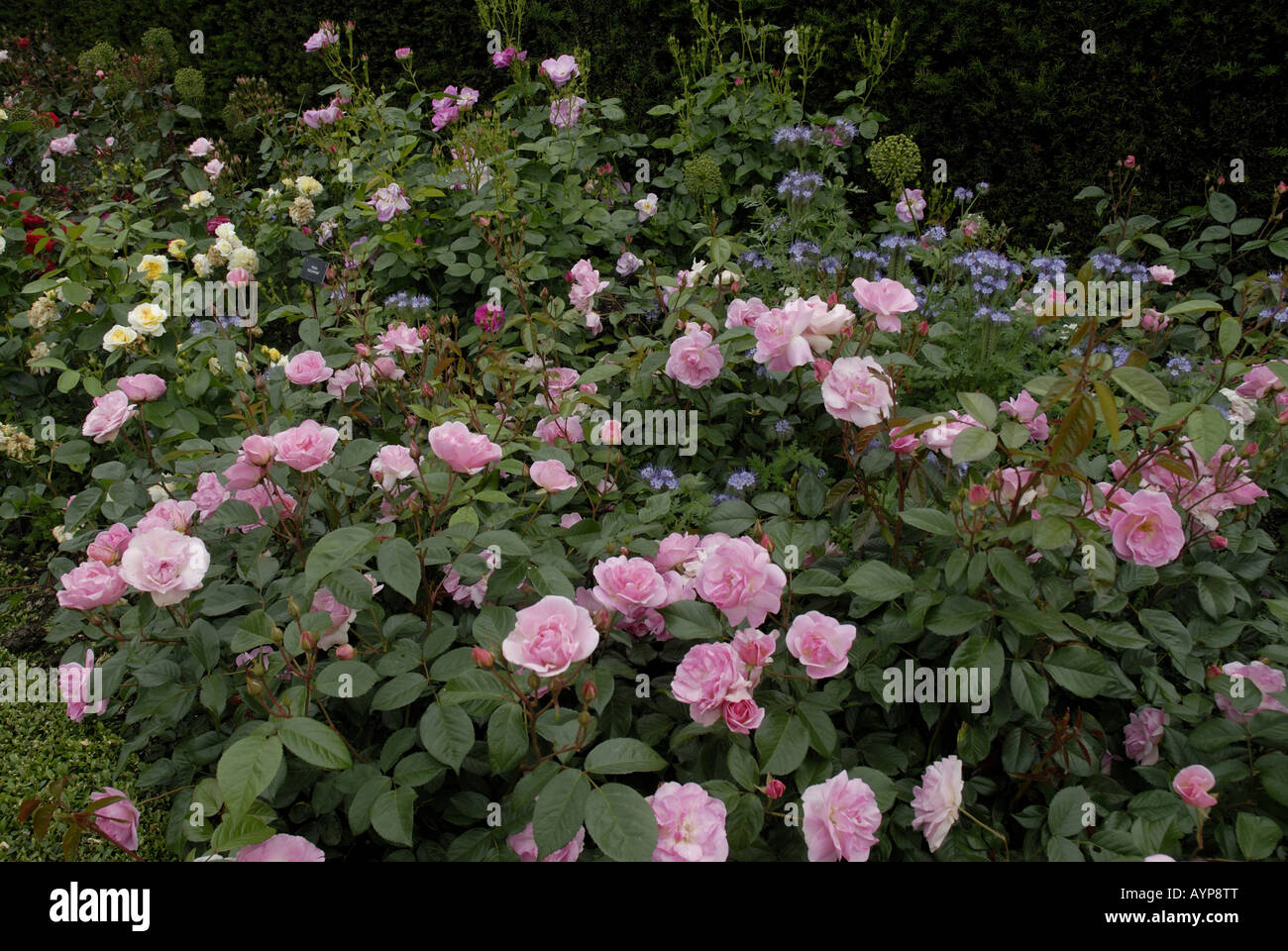 Old English Pink Roses in a Rose Garden. Powys, Wales UK Stock Photo ...