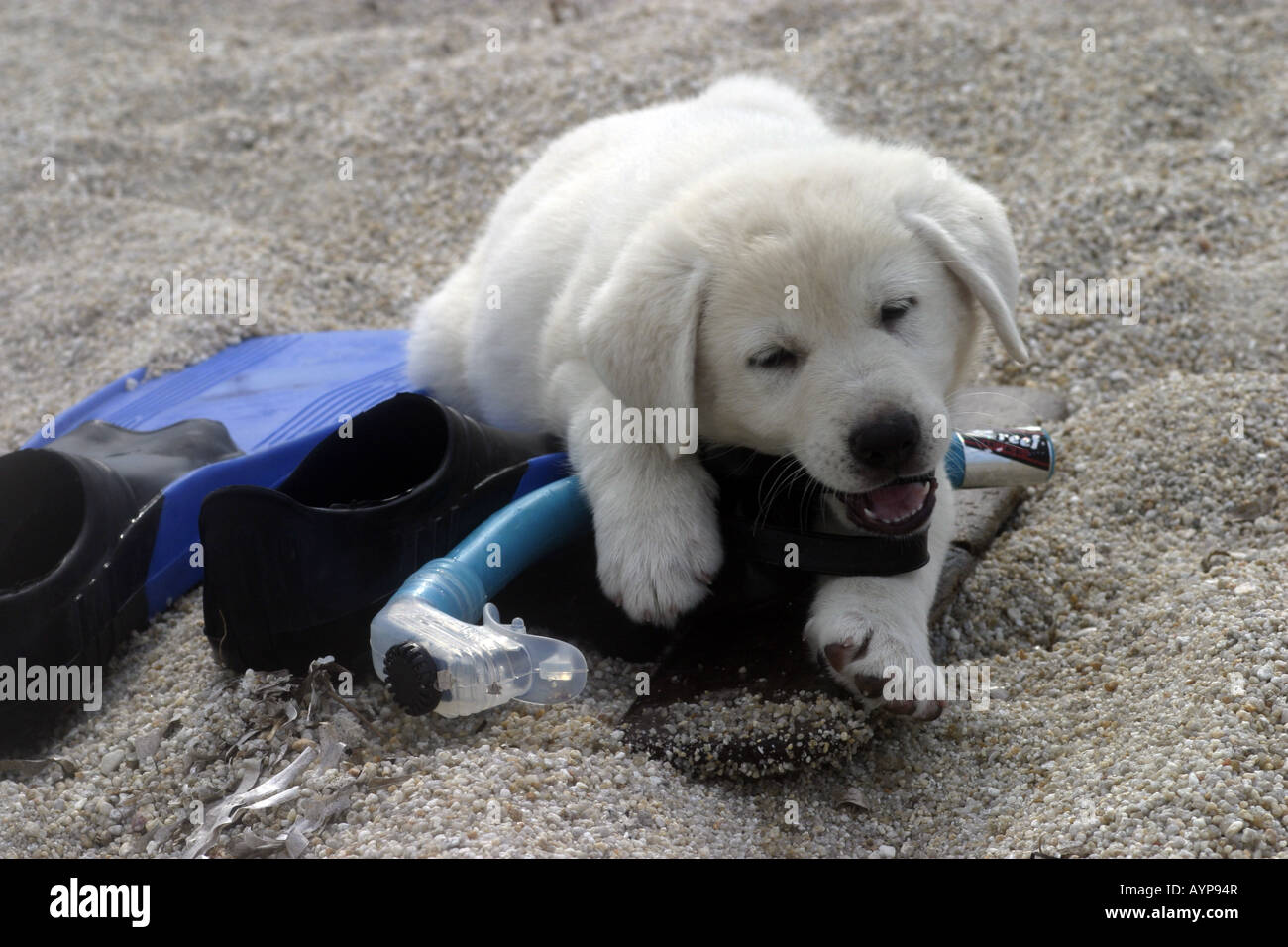 Dog snorkel hi-res stock photography and images - Alamy