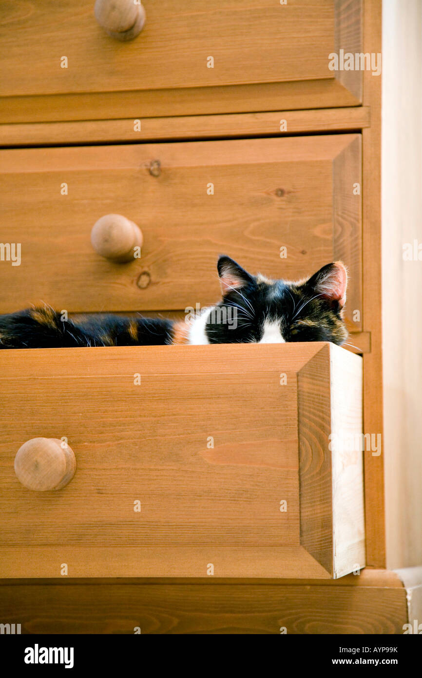 A CAT SLEEPING IN AN OPEN DRAWER IN THE BEDROOM Stock Photo - Alamy