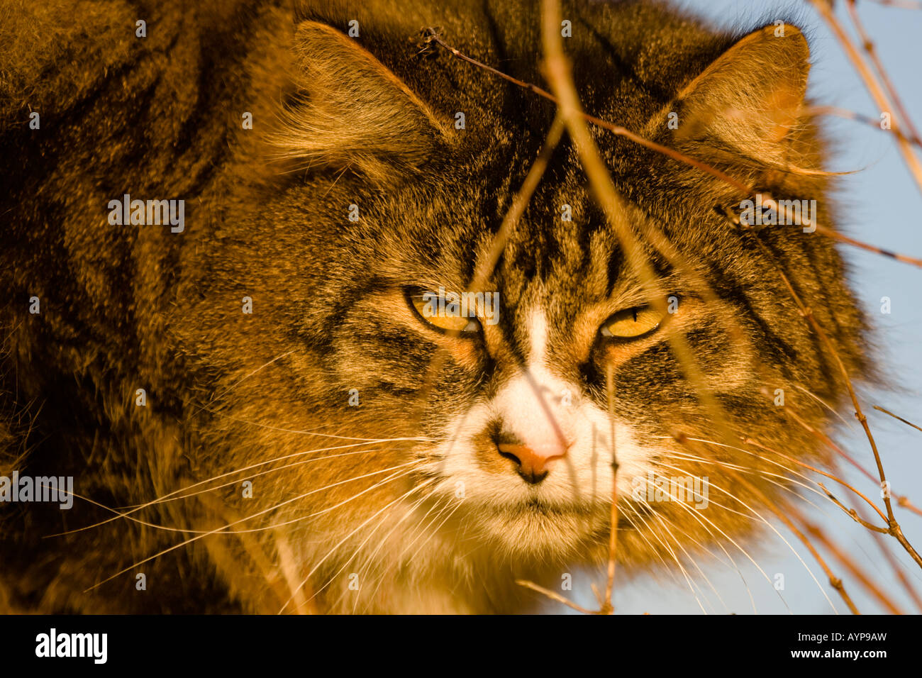 Menacing look hi-res stock photography and images - Alamy