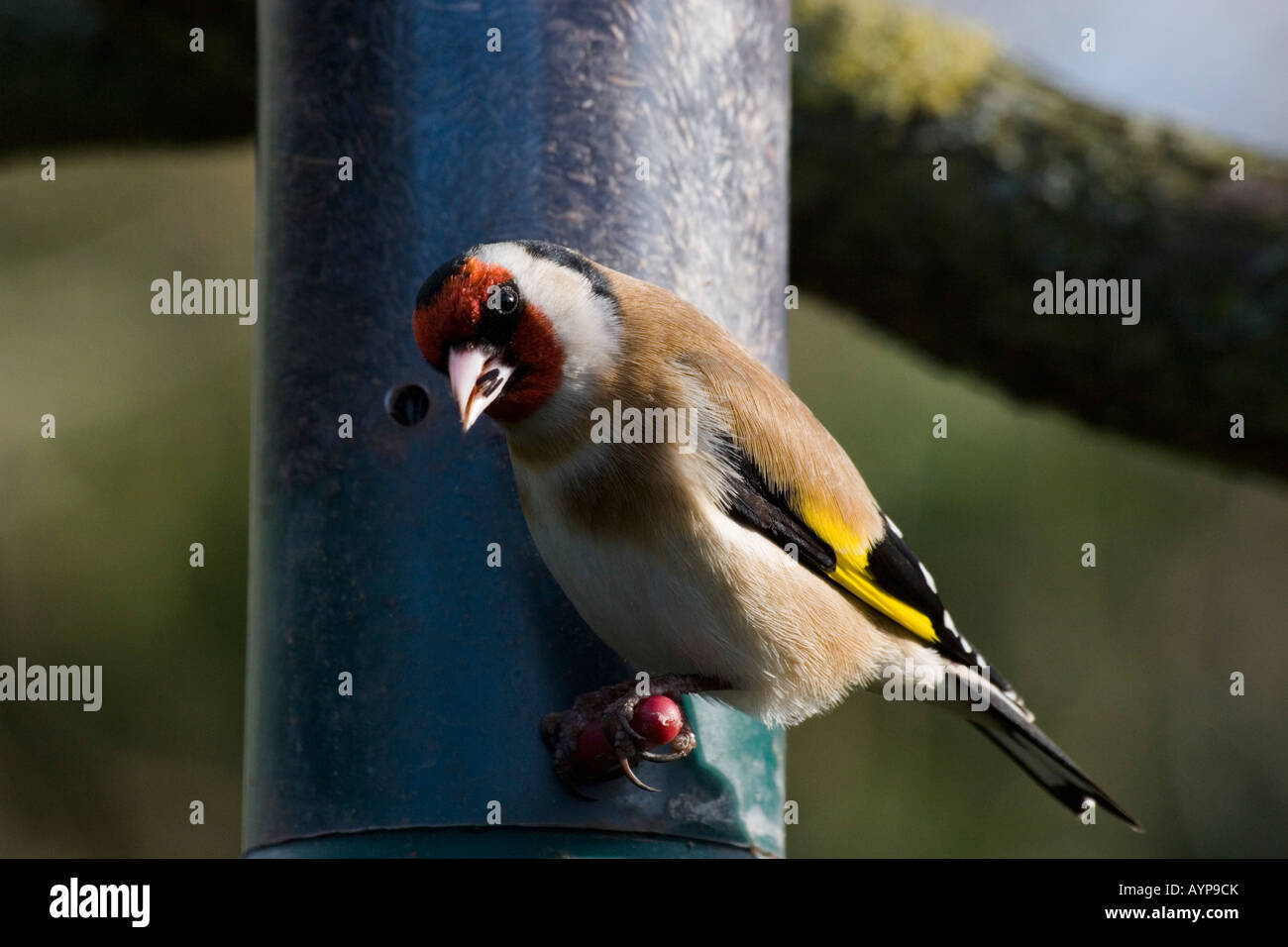 Goldfinch, Goldfinches. Close up Stock Photo - Alamy