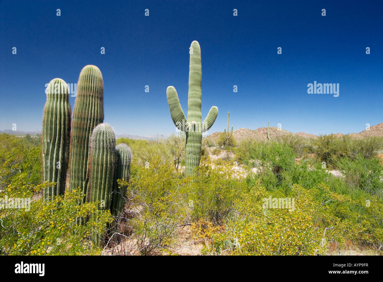 Landscape Saguaro Cactus Saguaro National Park Tucson Arizona Stock ...