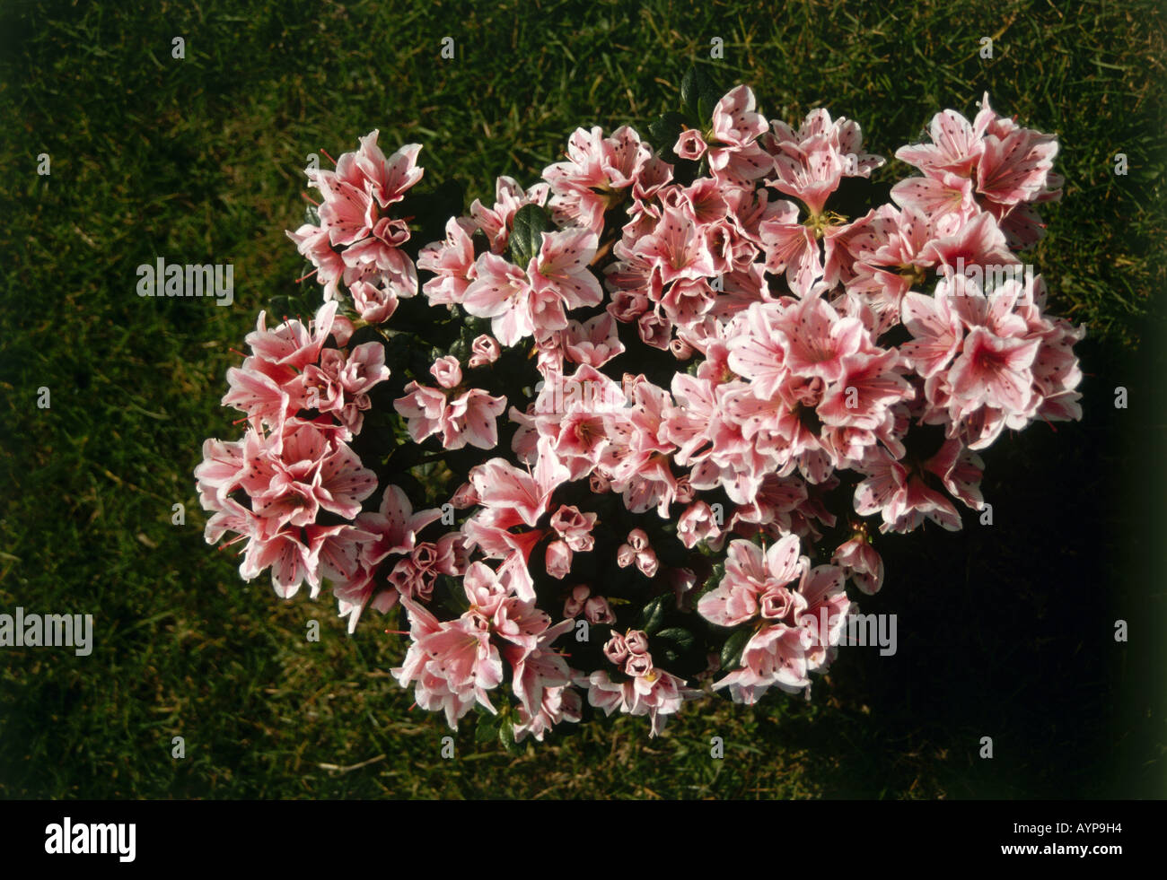 In full bloom a delicate flowered azalea with pale pink edges to the ...