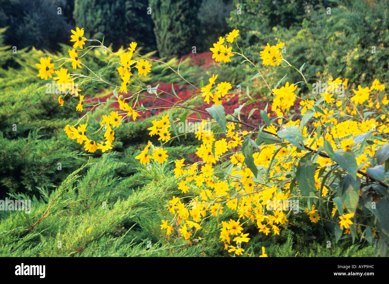 Flowering borders Parco Giardino Sigurta near Peschiera del Garda ...