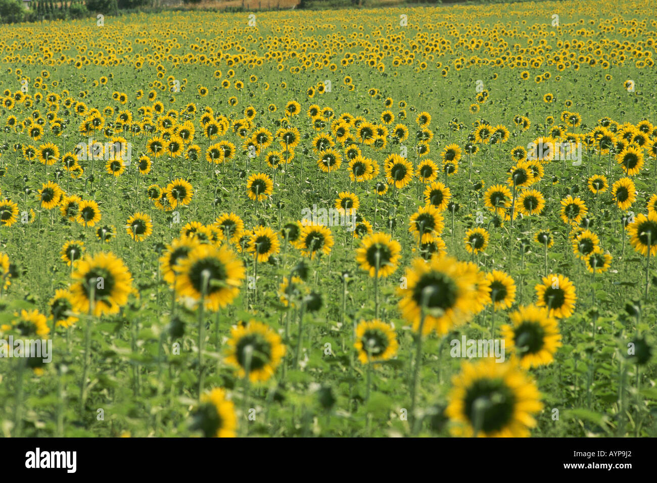 A galaxy of sunflowers their backs turned to the camera to face the sun ...