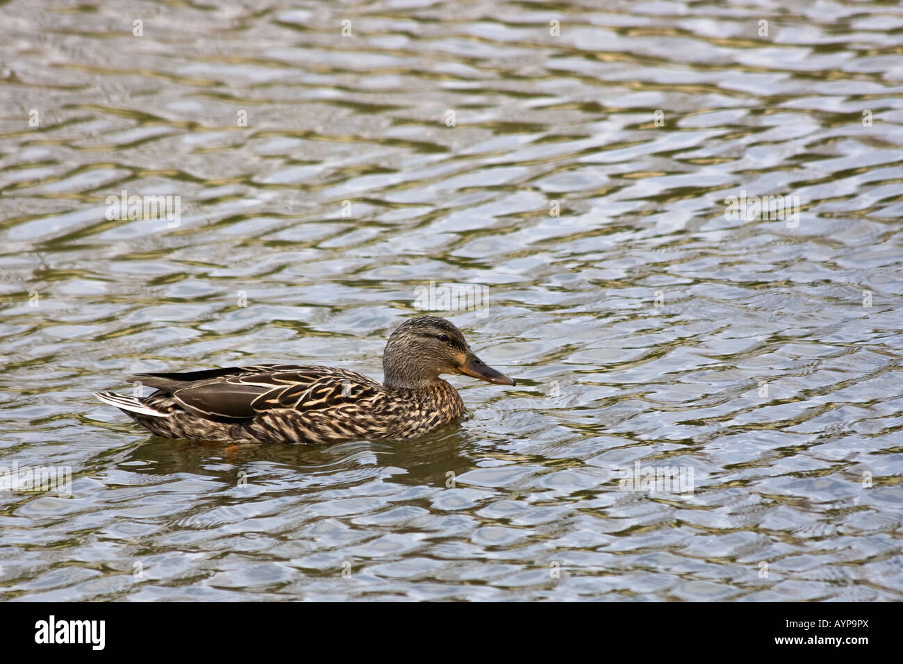 Dabbling duck hi-res stock photography and images - Alamy