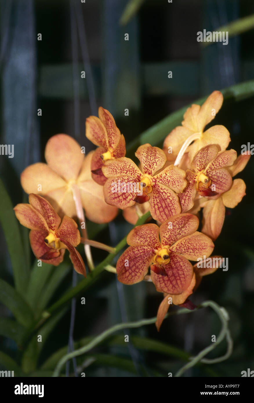 The pink blooms of a flower in the Fairchild Tropical Gardens Miami ...