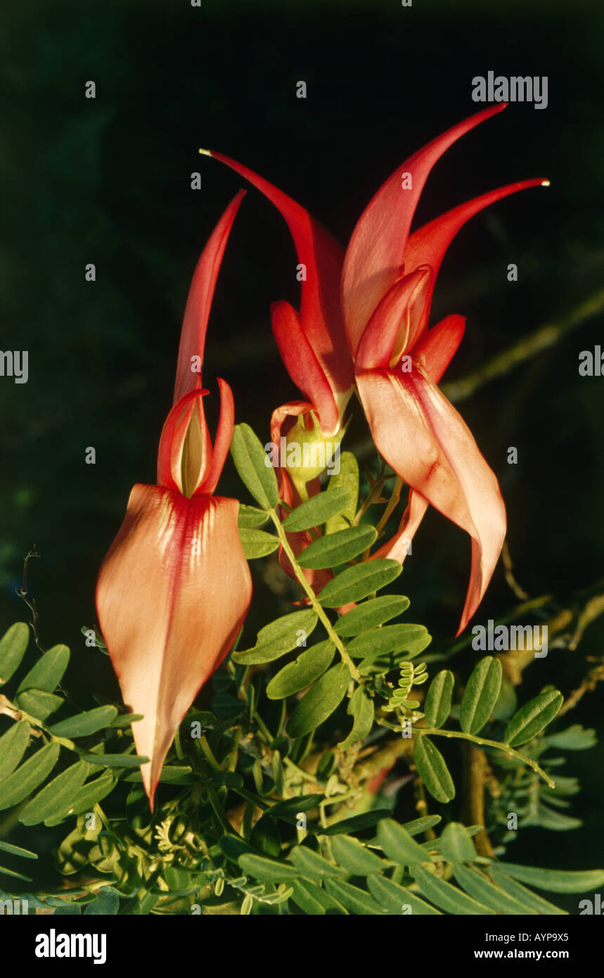 Kaka beak flower clianthus puniceus Stock Photo - Alamy