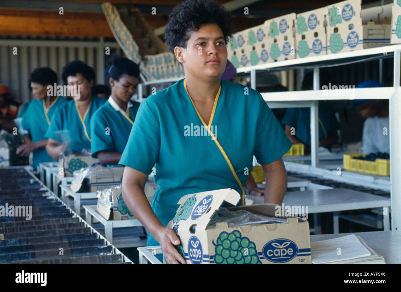 SOUTH AFRICA Western Cape Paarl Joubertsdaal Export Table grape farm ...