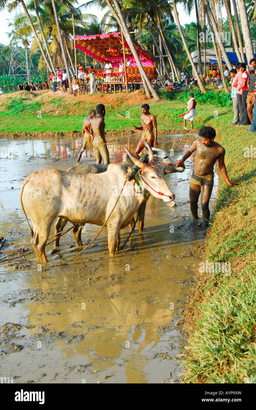 Bull race kerala hi-res stock photography and images - Alamy