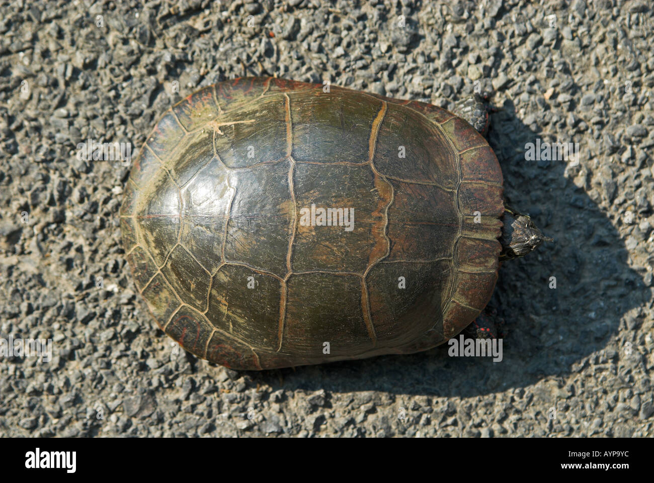 Reptiles of virginia hi-res stock photography and images - Alamy