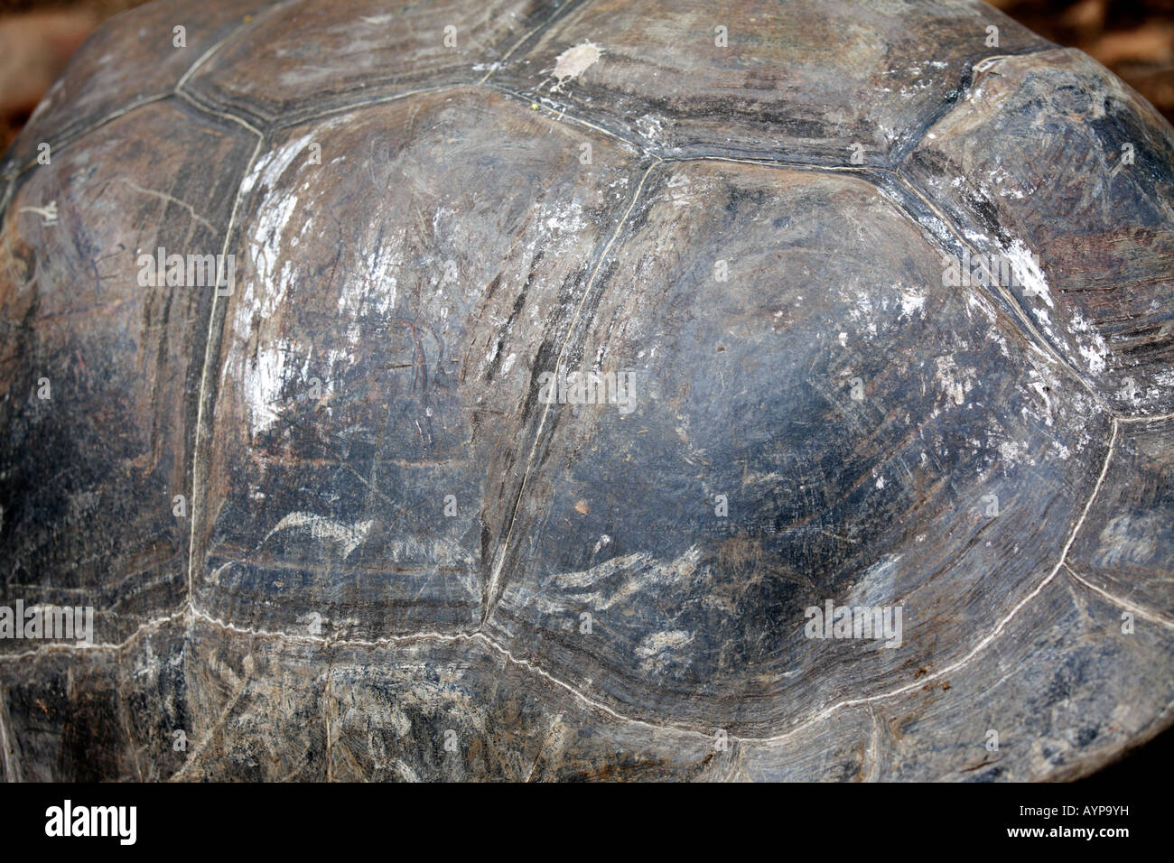 Detail of the shell of Aldabra Giant Tortoises (Geochelone gigantea ...
