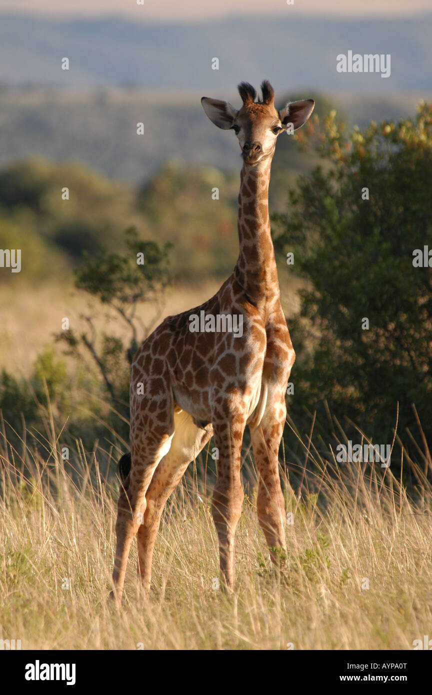 Girfafe hi-res stock photography and images - Alamy