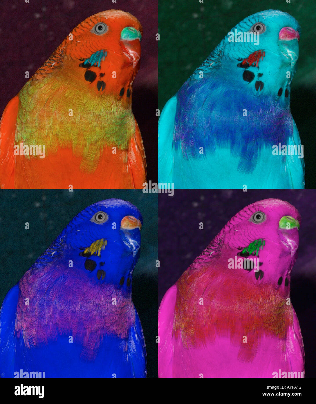 Budgie hi-res stock photography and images - Alamy