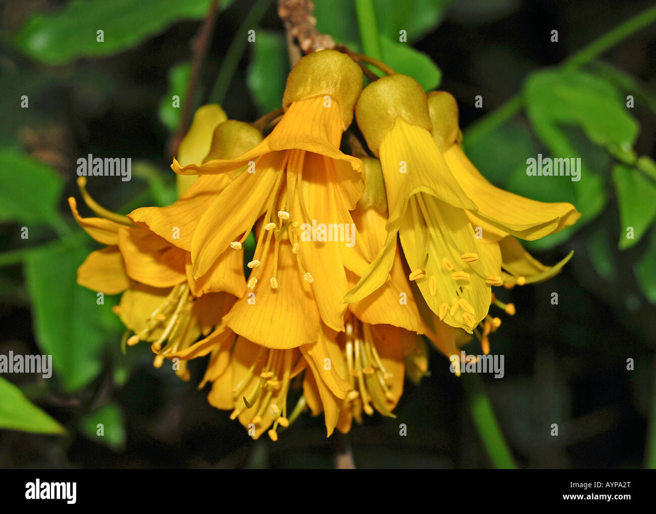 Sophora sp. (Kowhai, New Zealand Laburnum Stock Photo - Alamy