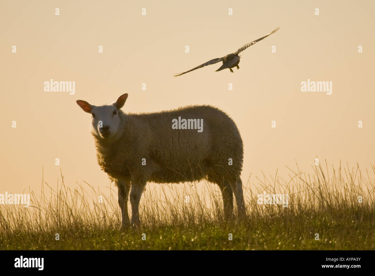 Jackdaw flying above a sheep Stock Photo - Alamy