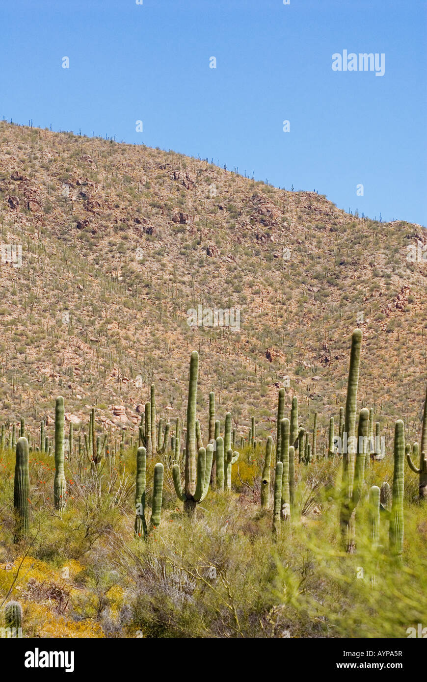 Saguaro Cactus Saguaro National Park Tucson Arizona Stock Photo - Alamy