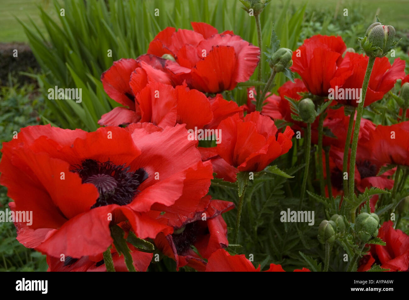 Giant red oriental poppies Stock Photo - Alamy