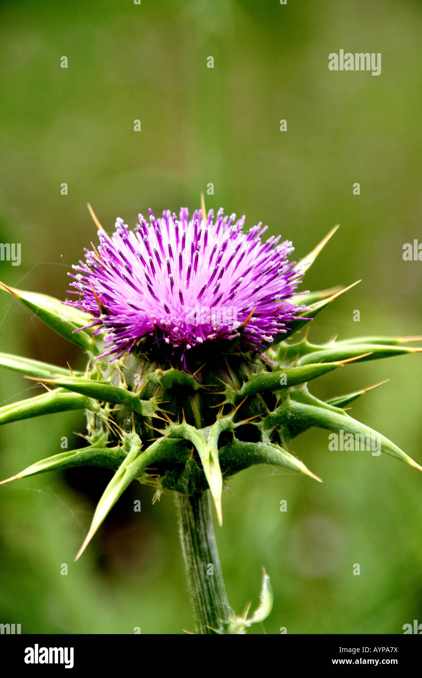 Cardoon Cynara field Stock Photo - Alamy