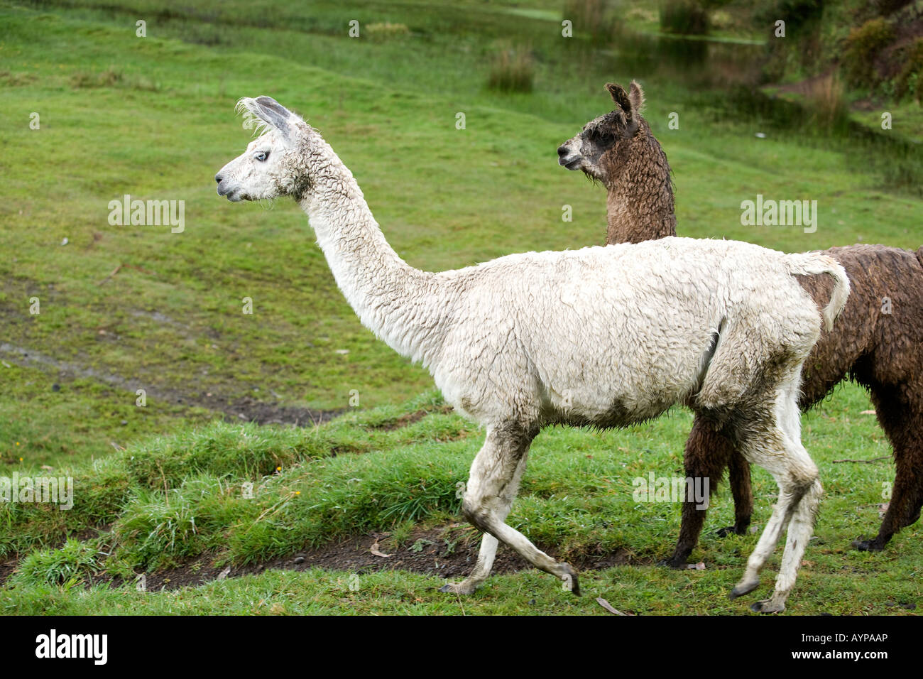 Llamas Lake District Chile Stock Photo - Alamy