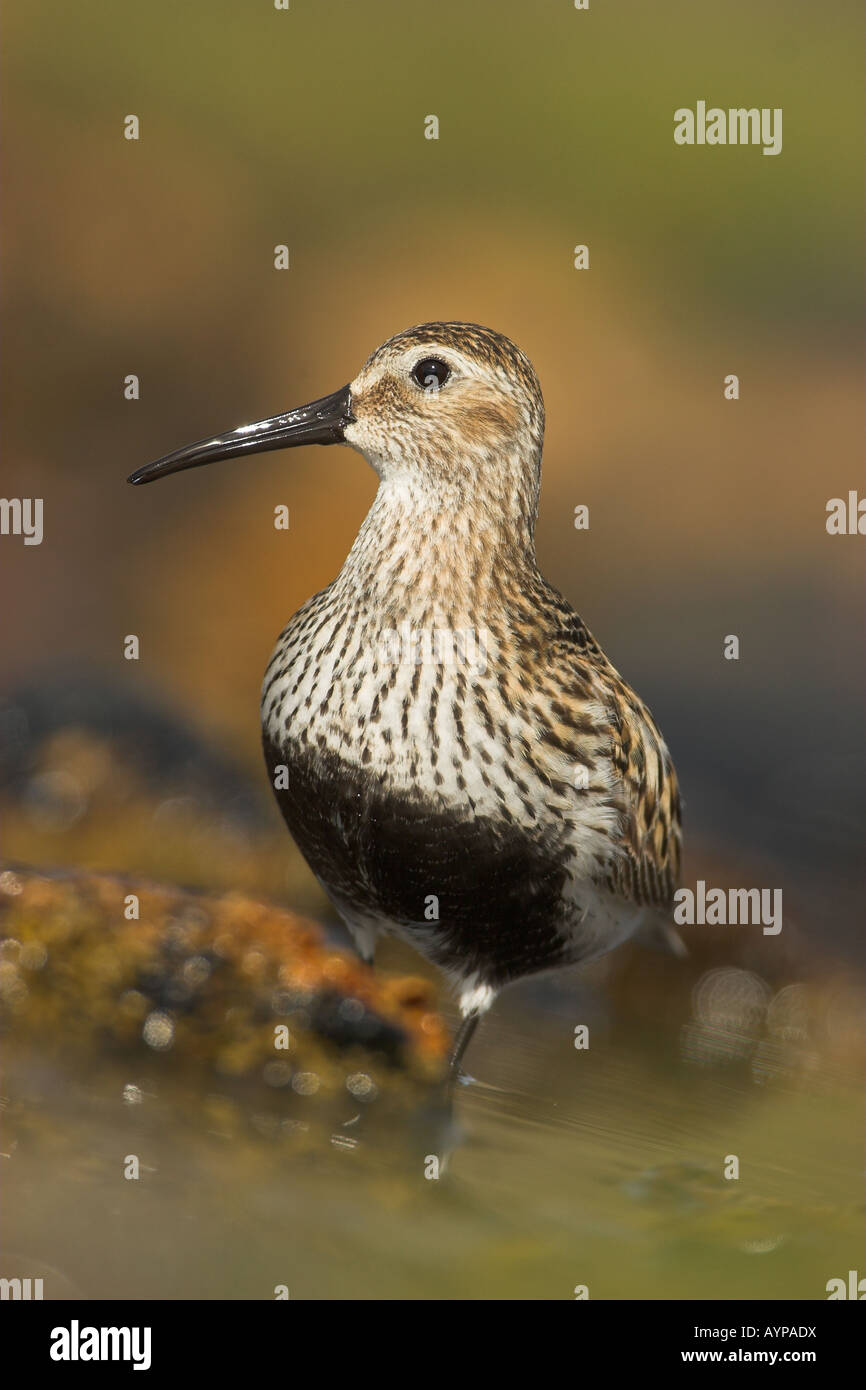 Dunlin wader hi-res stock photography and images - Alamy